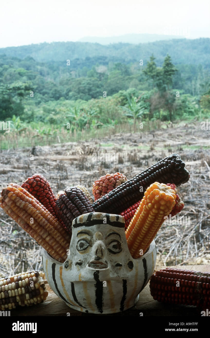 Mexico, Chiapas, Naha, Selva Lacandona, North America. Varieties of ...