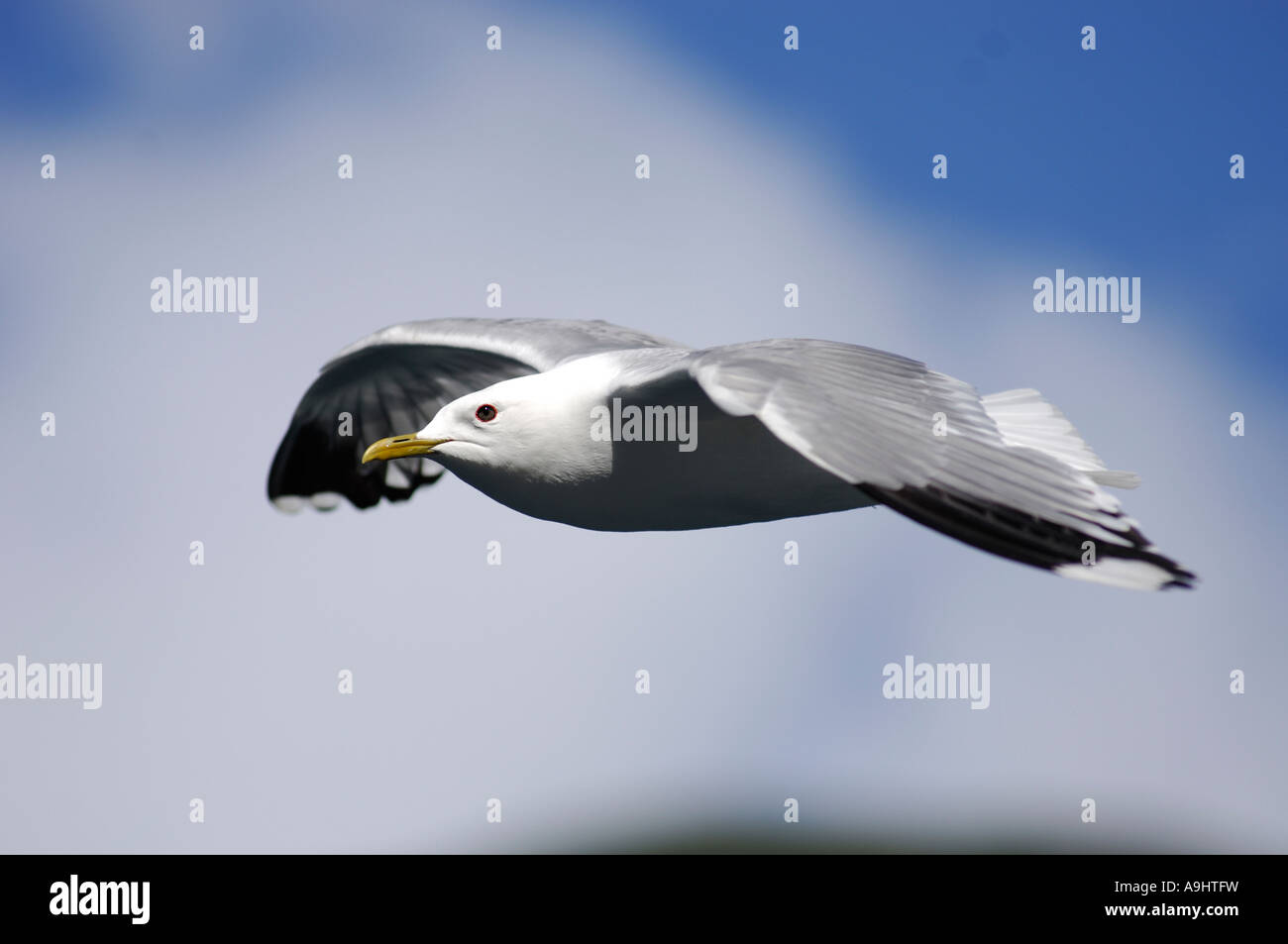 Flying sea gull Stock Photo - Alamy