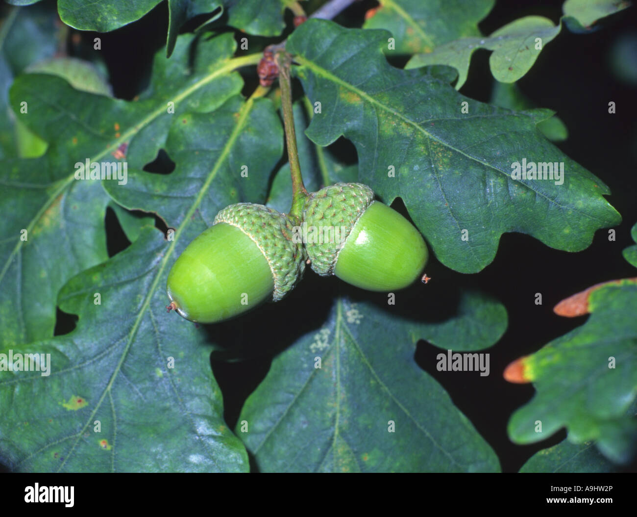 Acorns of the English or Pendunculate Oak, (Quercus robur Stock Photo ...