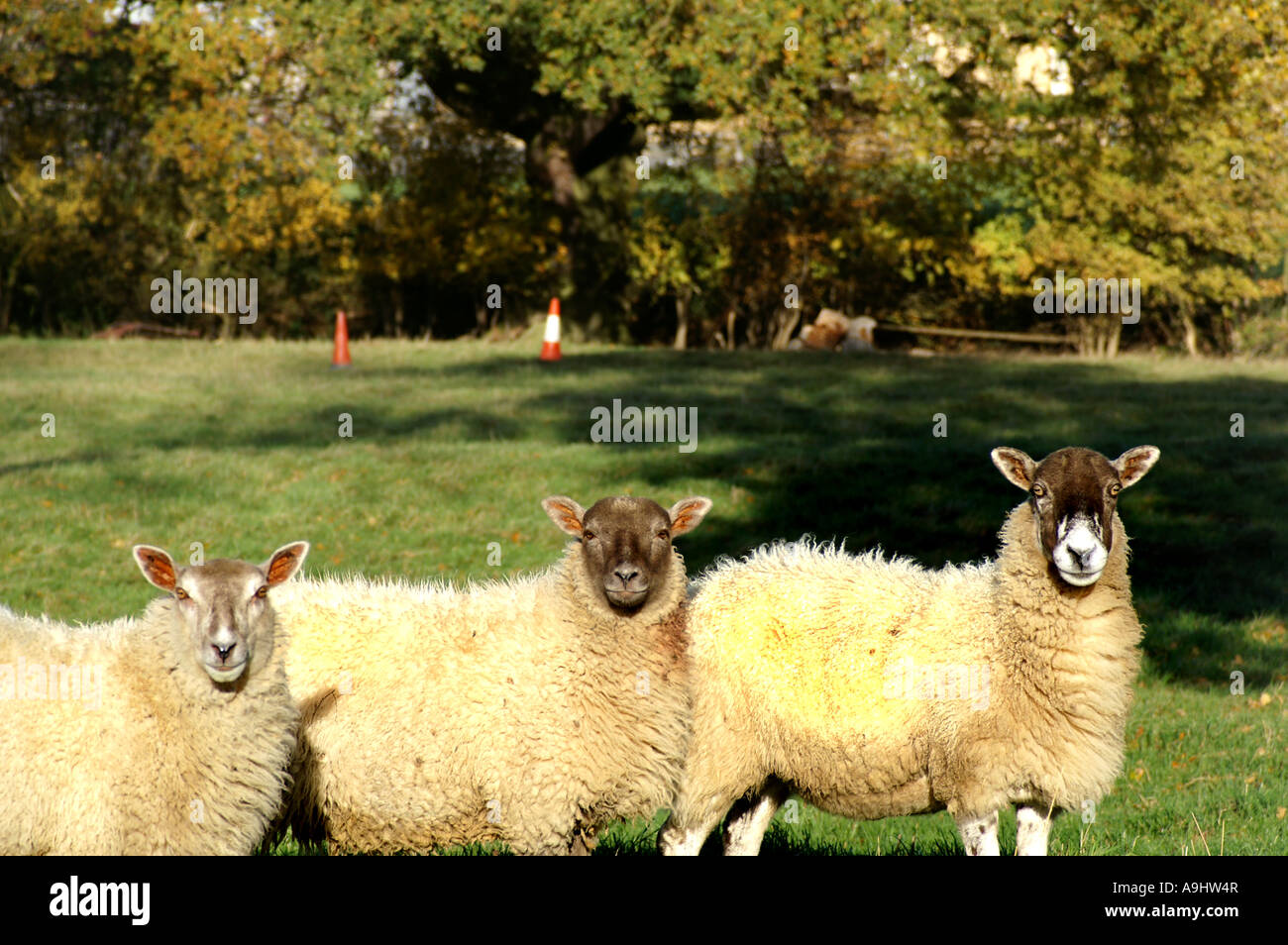 Three lambs standing pasture hi-res stock photography and images - Alamy