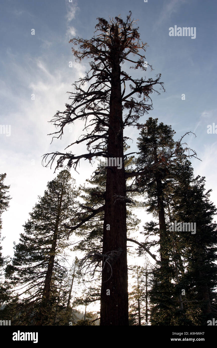 California red fir abies magnifica hi-res stock photography and images ...