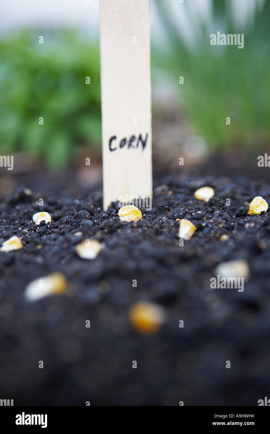 Planting corn seeds in the garden Stock Photo - Alamy