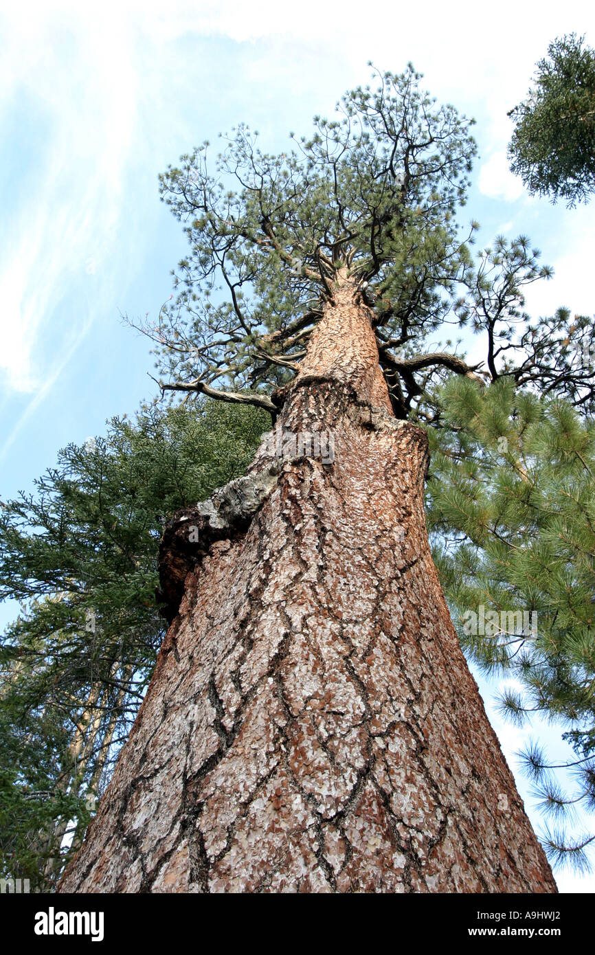 Jeffrey pines hi-res stock photography and images - Alamy