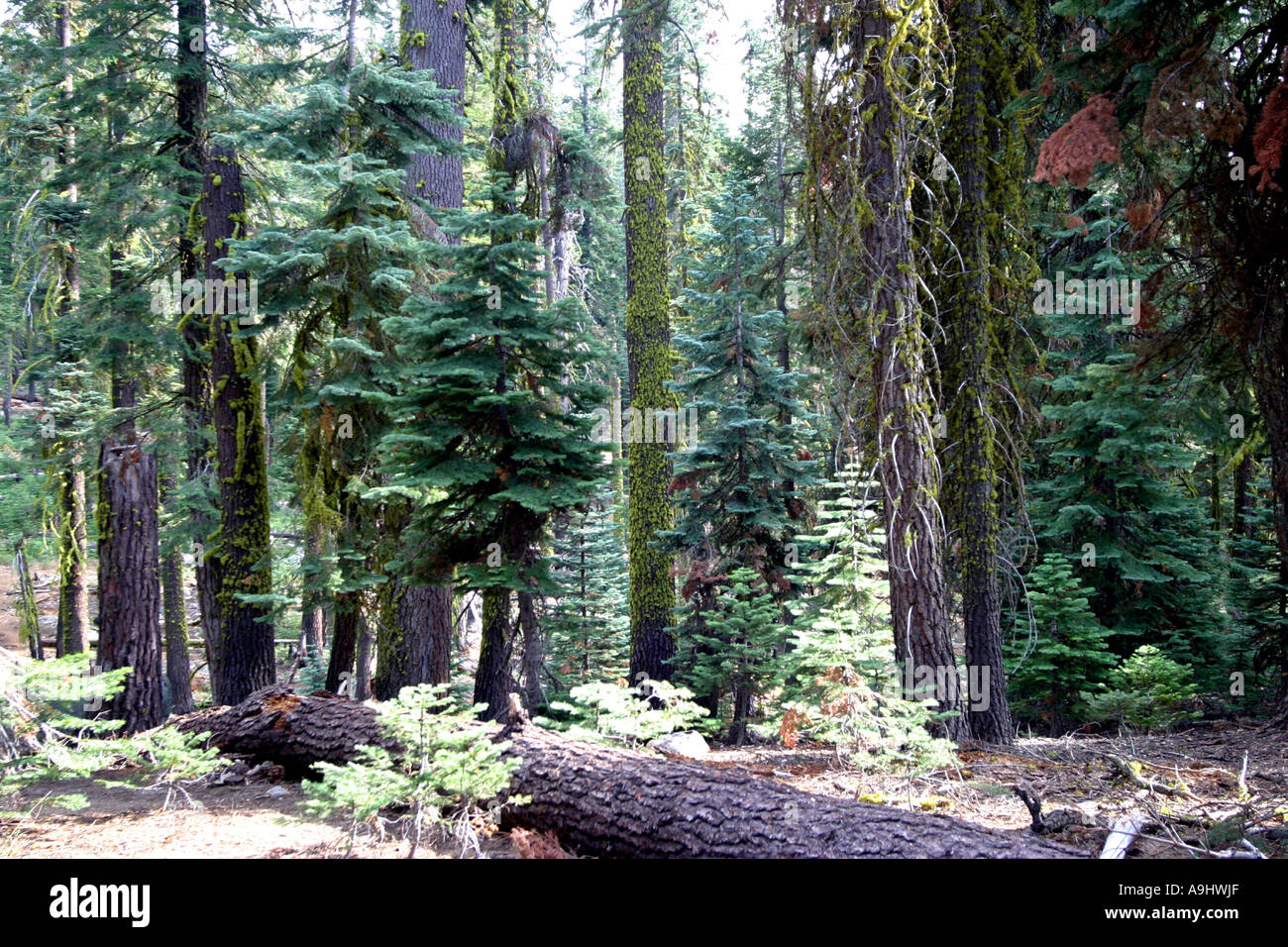 edge of the forest with Californian Red Fir, Jeffreys Pine and Silver ...