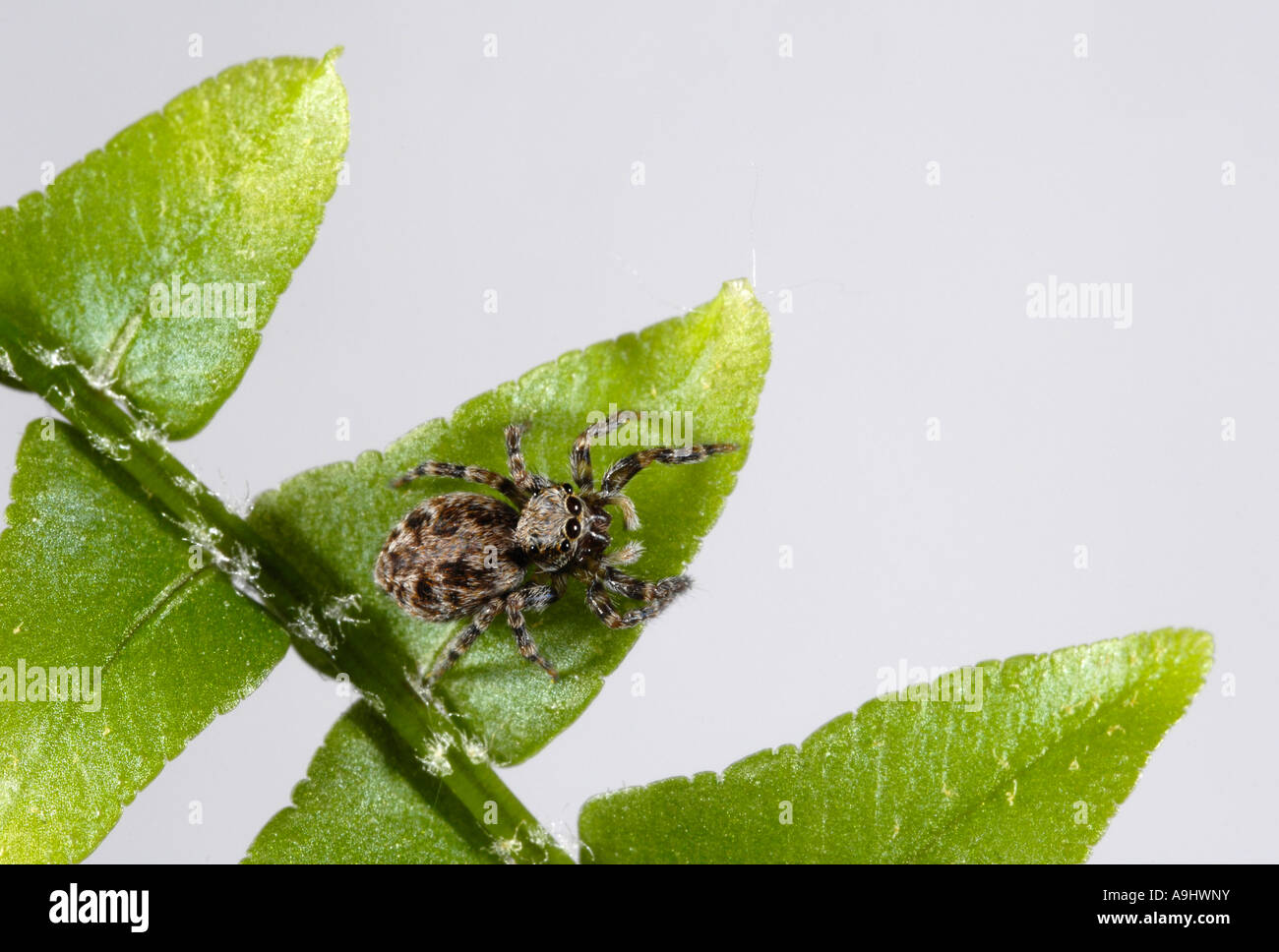 Female jumping spider (Sitticus pubescens) sitting on a leaf of a fern ...