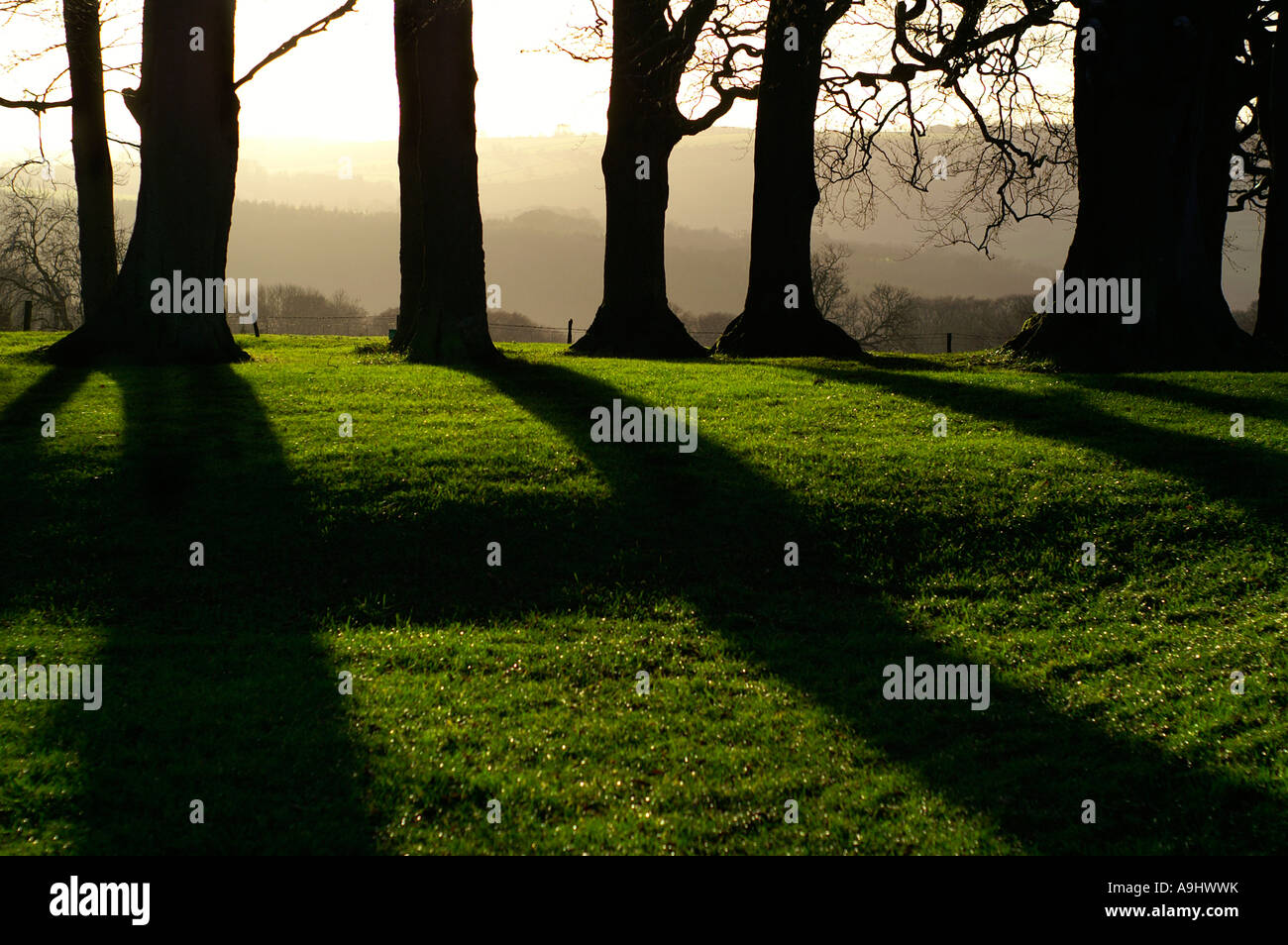 Sahdows of trees cast on lawn Stock Photo - Alamy