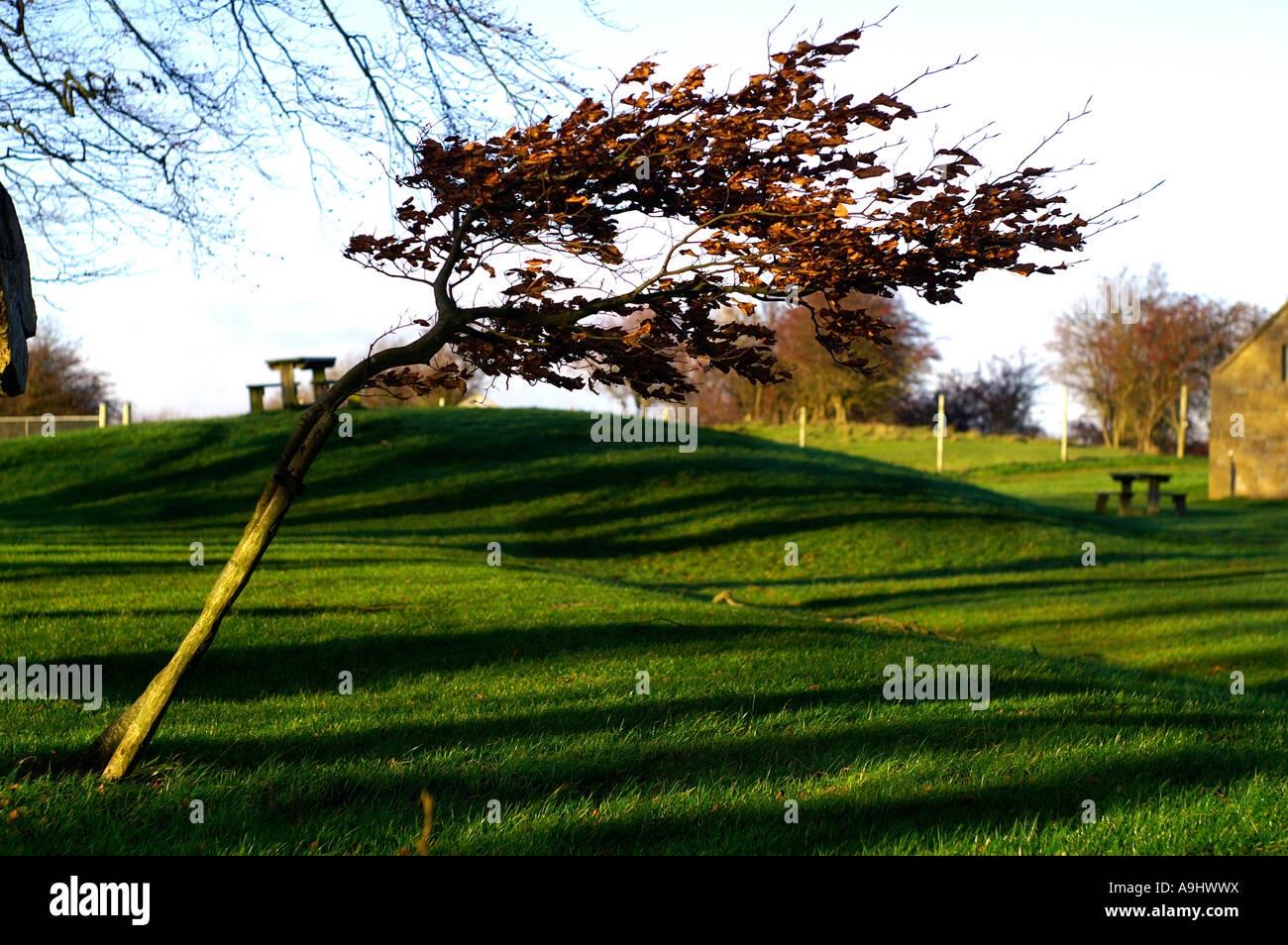 wind blown tree at Cotswold, England Stock Photo - Alamy