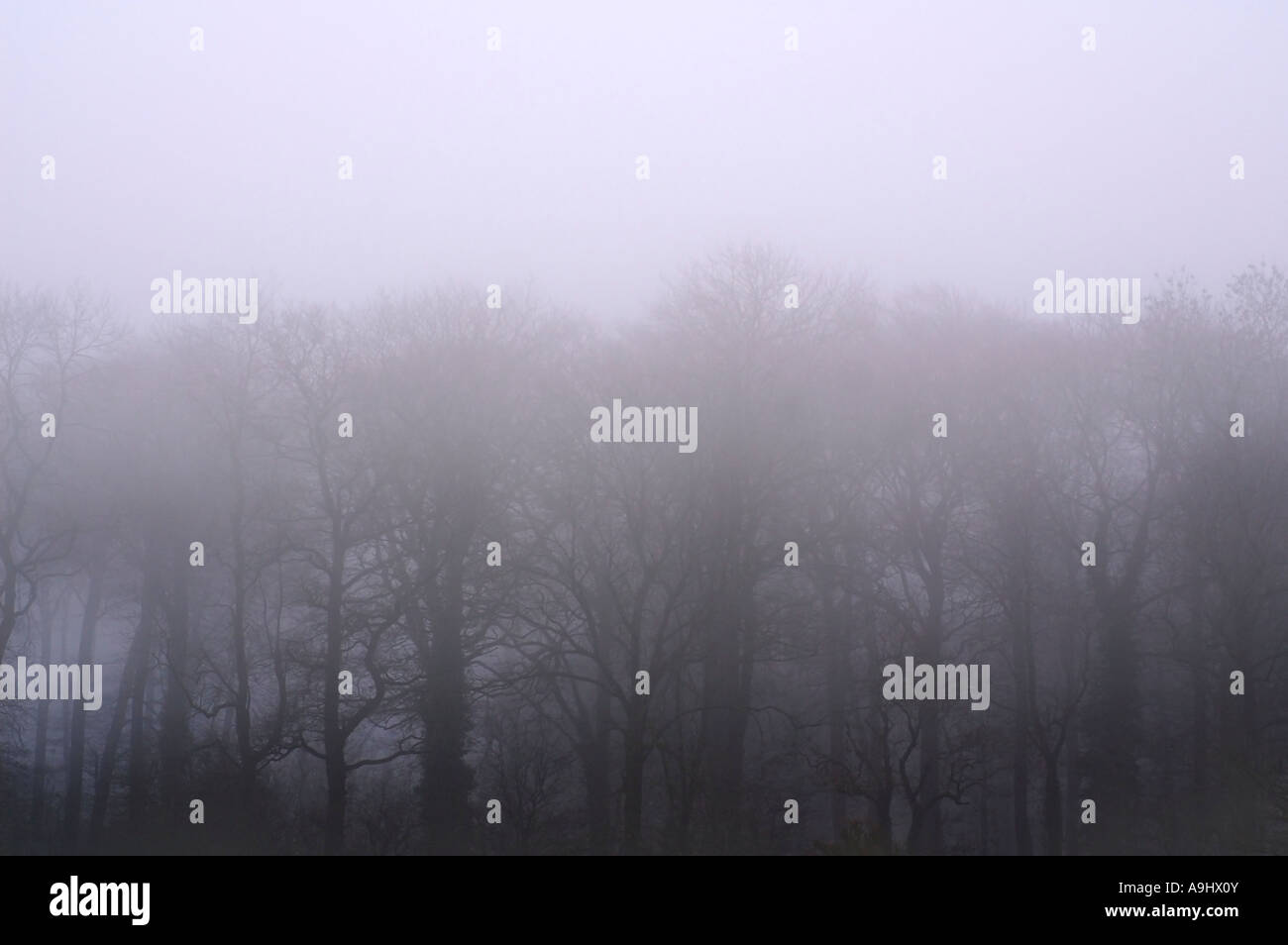 forest with morning fog Stock Photo - Alamy