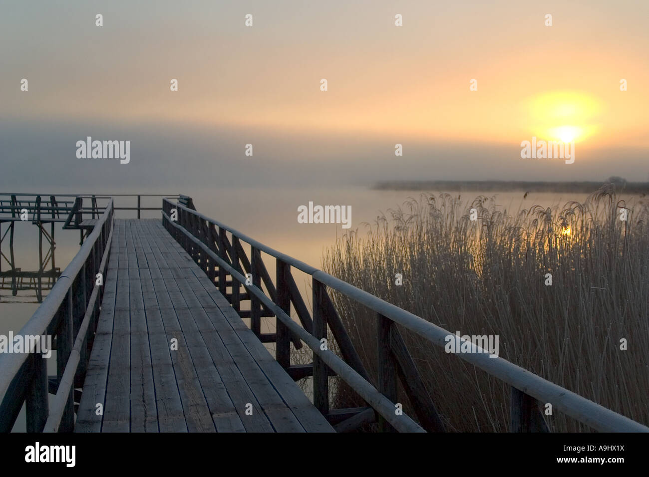 Sunrise at Feder Lake, Bad Buchau, Baden-Wuerttemberg, Germany Stock ...