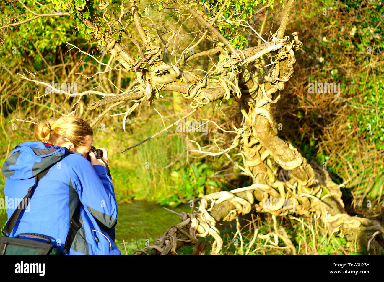 girl is taking a picture of roots Stock Photo - Alamy