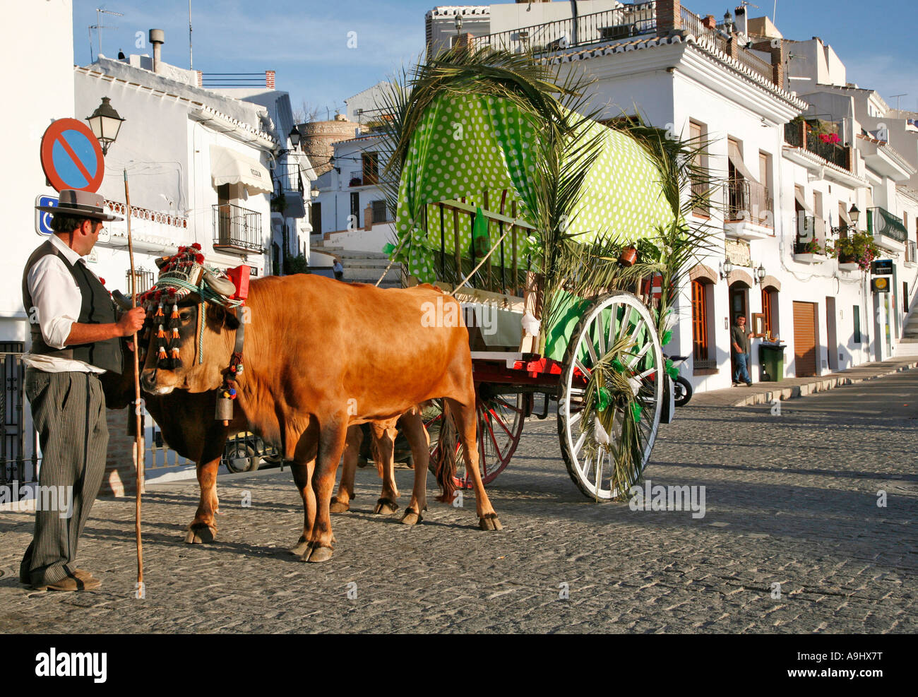 Bullocks pull a cart, Anadalusia, Spain Stock Photo - Alamy