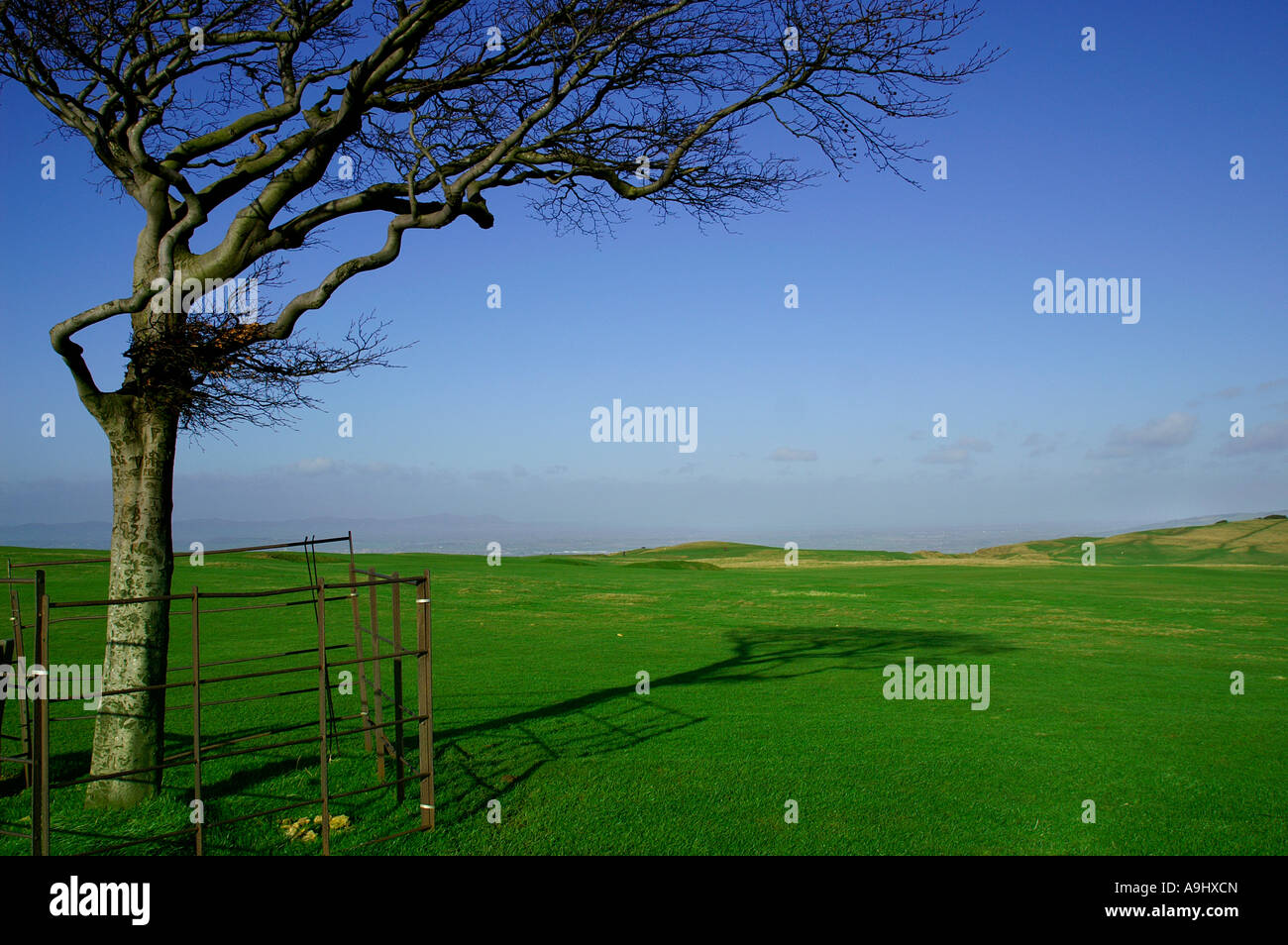 last solitude tree Stock Photo - Alamy