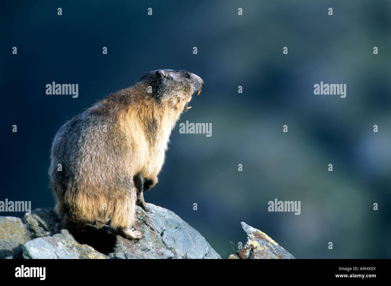 Alpine Marmot Sound