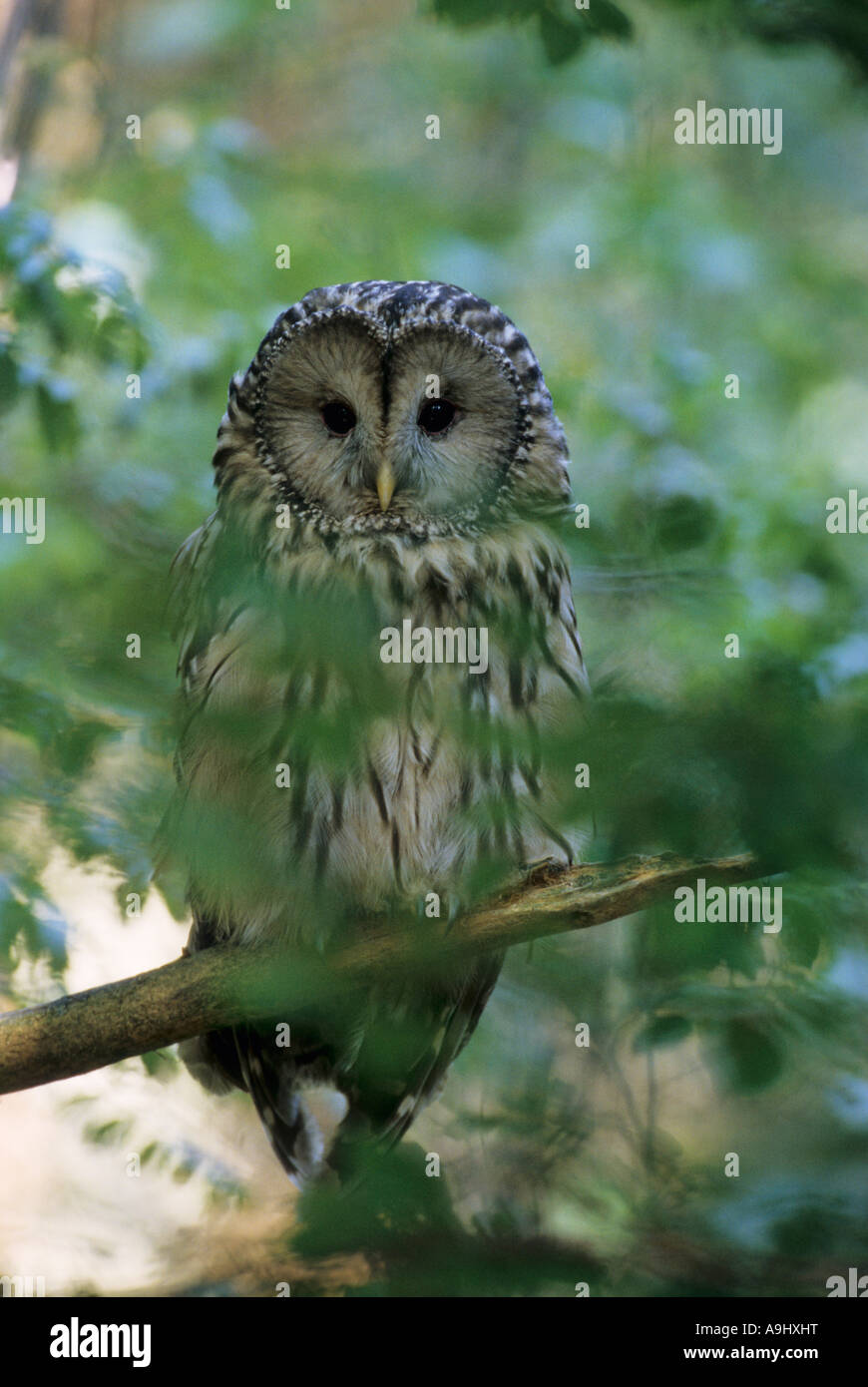 Ural Owl (Strix uralensis Stock Photo - Alamy