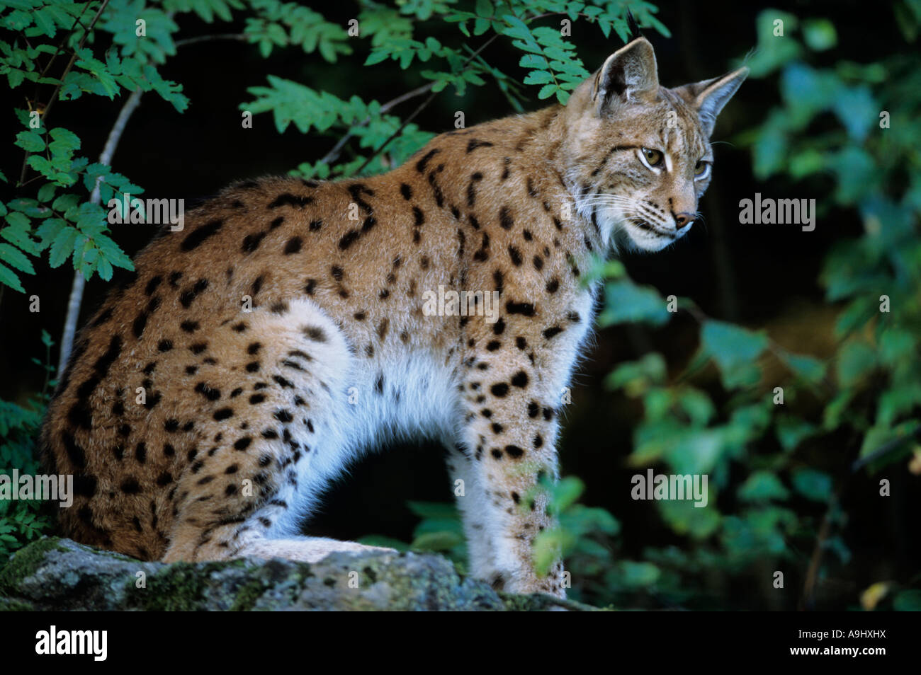 European Lynx, Eurasian Lynx, (Lynx lynx Stock Photo - Alamy