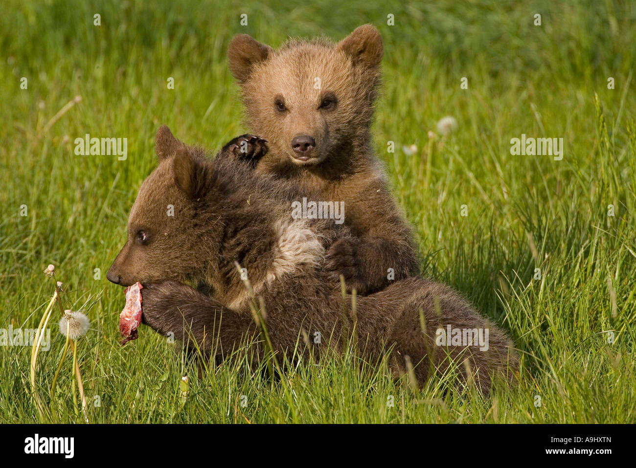 European brown bear cubs hi-res stock photography and images - Alamy