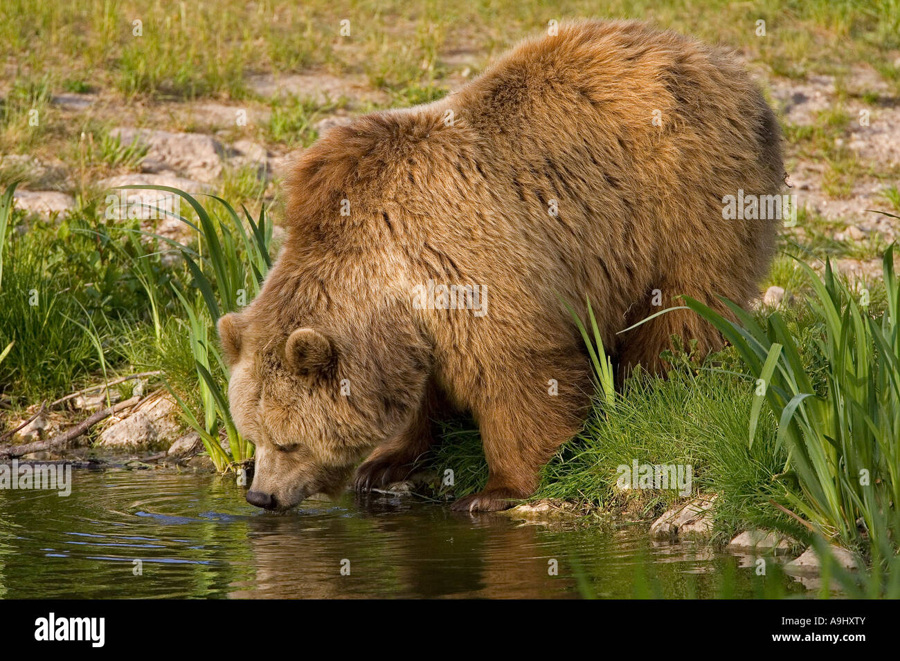 Bear drinking water hi-res stock photography and images - Alamy