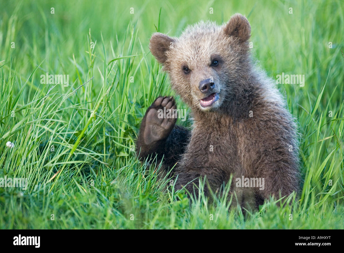 Bear cub hi-res stock photography and images - Alamy