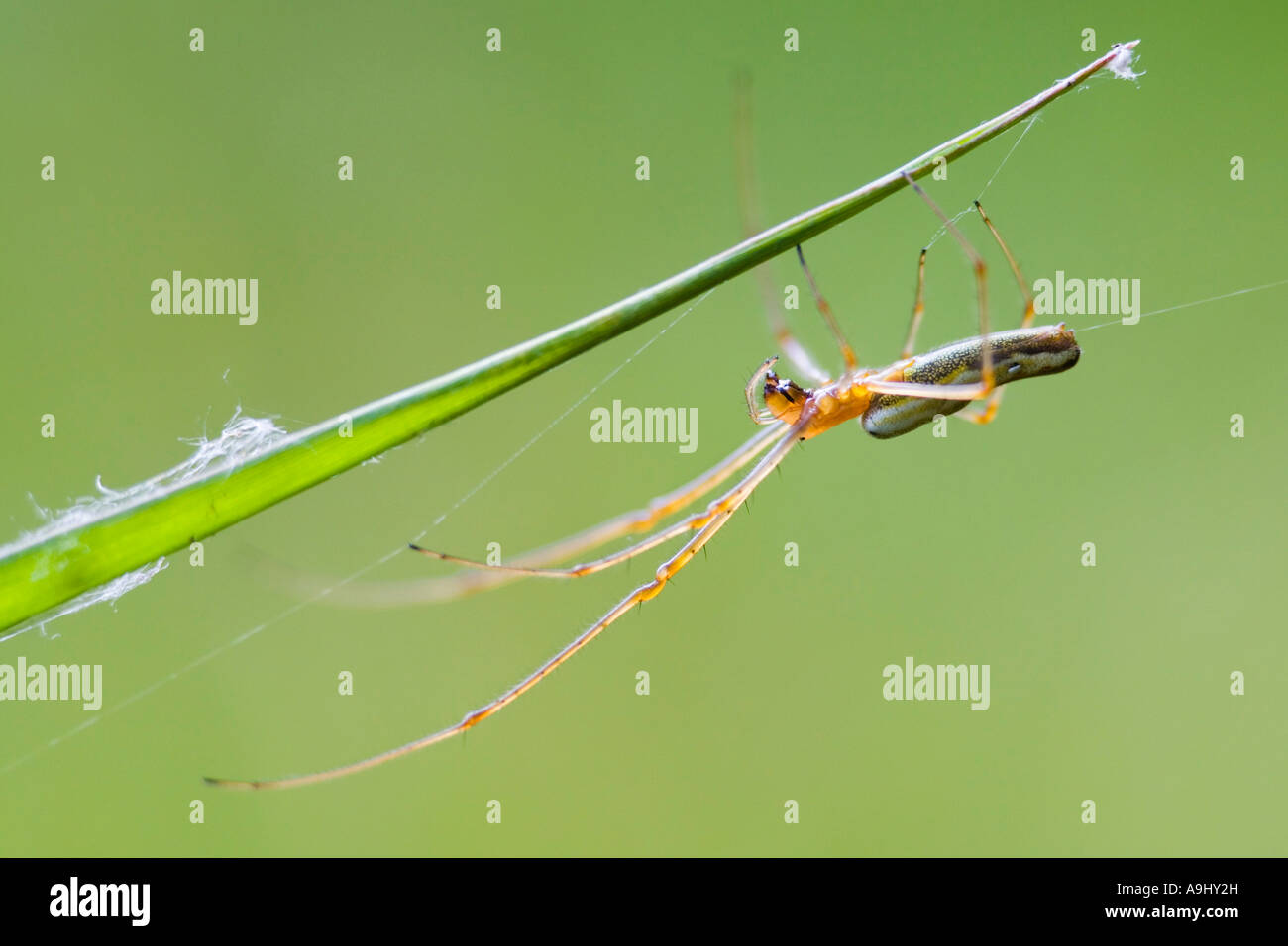 Long jawed spider (Tetragnatha extensa Stock Photo - Alamy