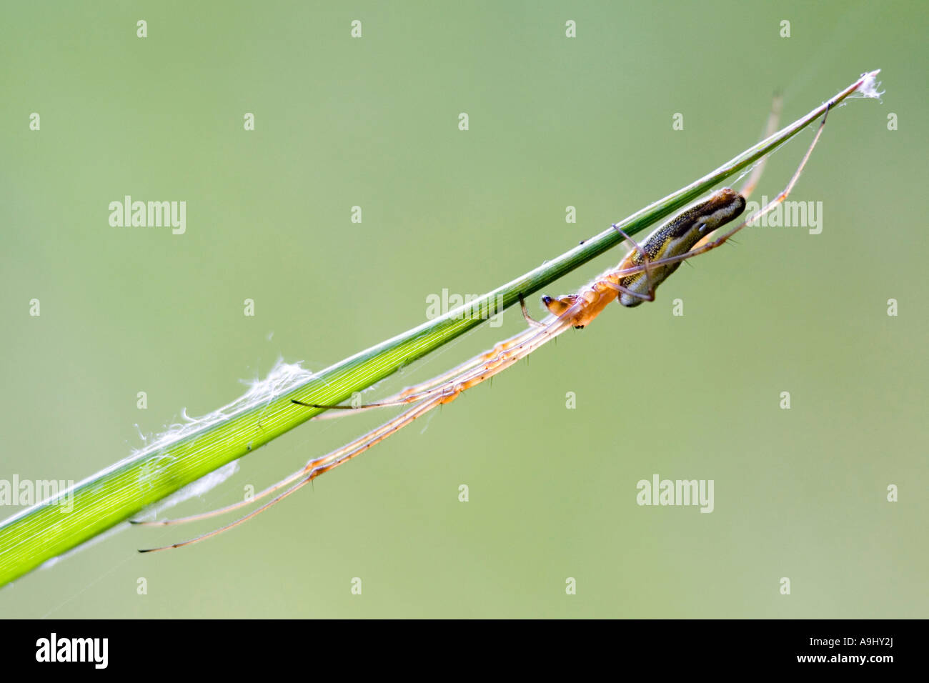 Long jawed spider (Tetragnatha extensa Stock Photo - Alamy