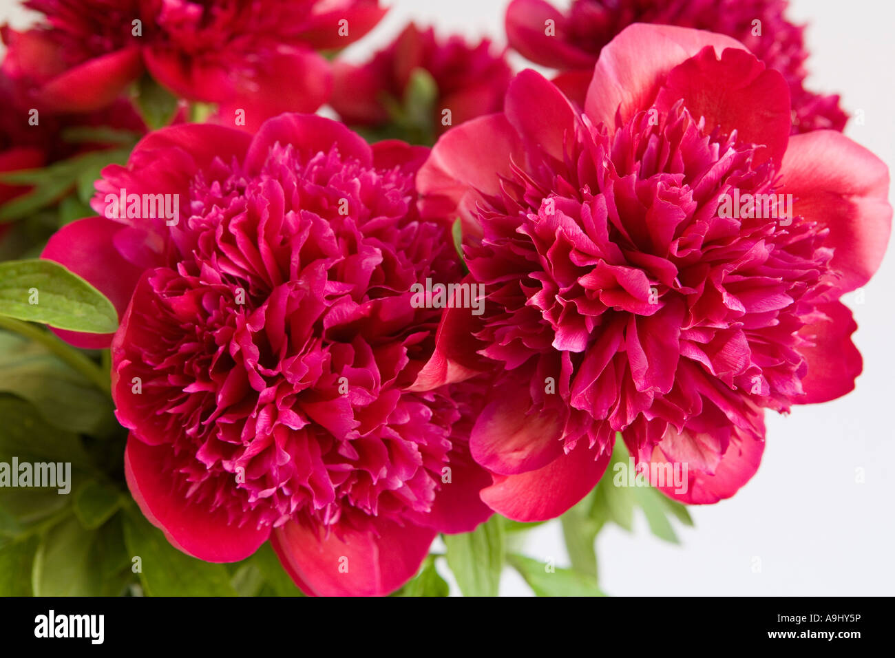 Paeoniaceae hi-res stock photography and images - Alamy