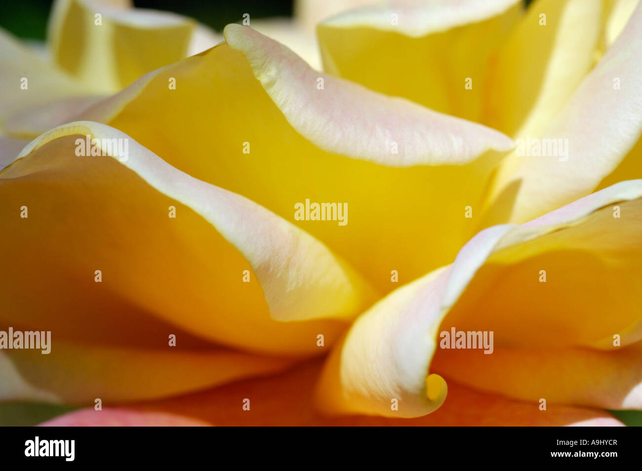 Yellow rose, detail, close up Stock Photo - Alamy