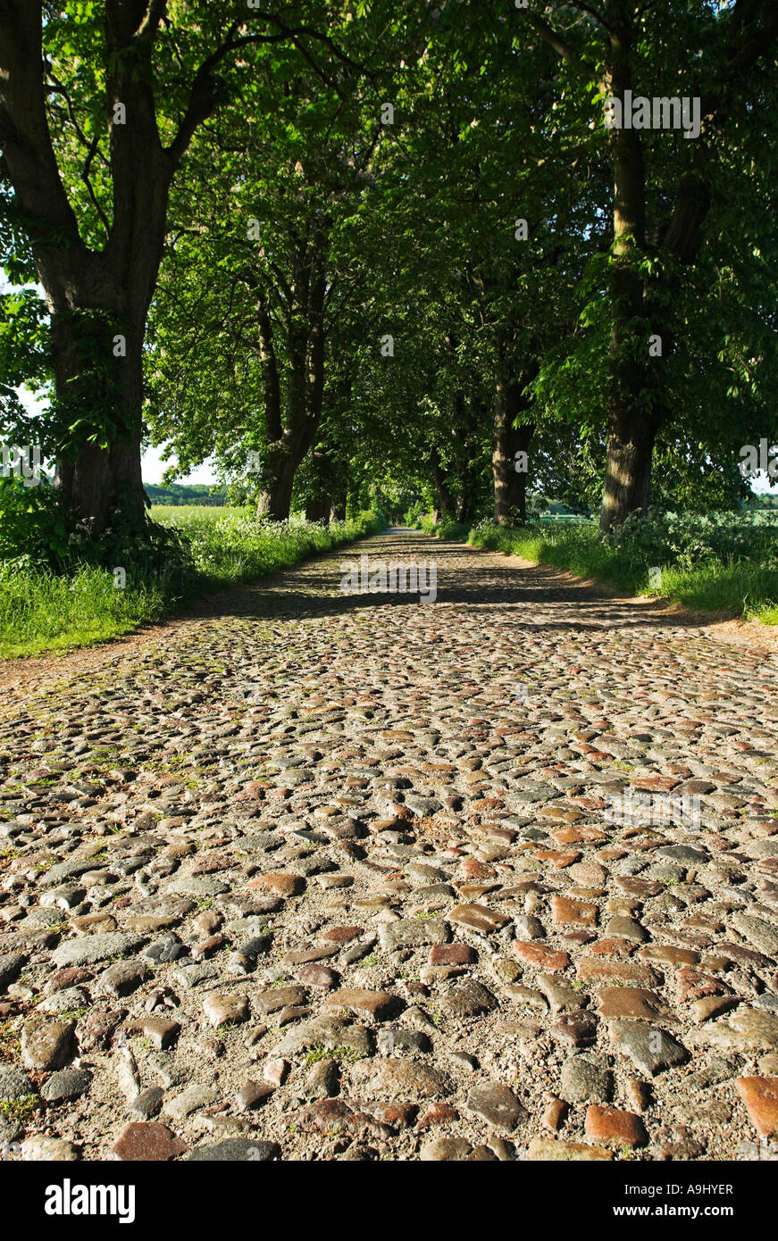 Parkway with cobblestone pavement near Lancken-Granitz, Ruegen island ...