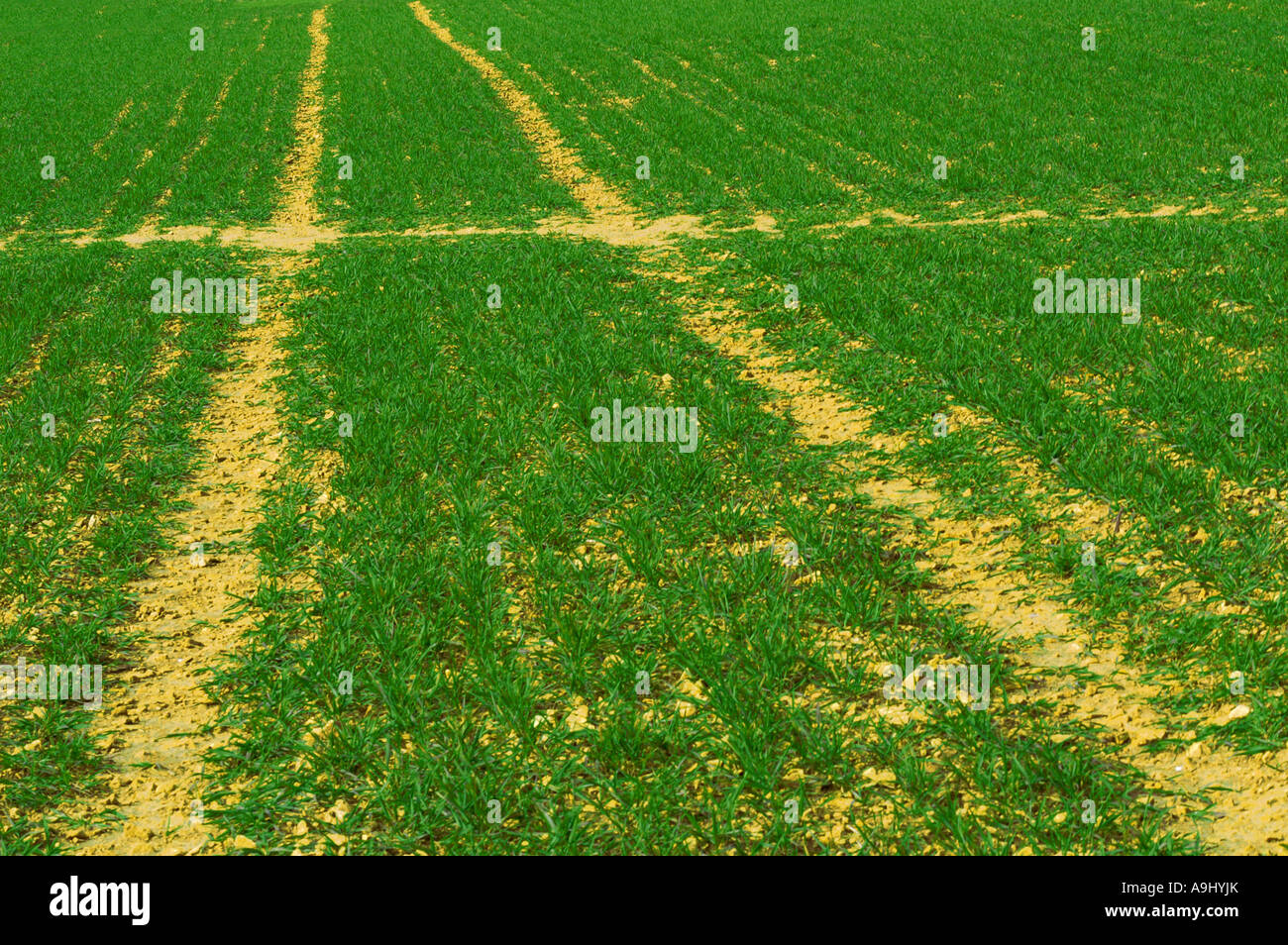 paths on the crop field Stock Photo - Alamy
