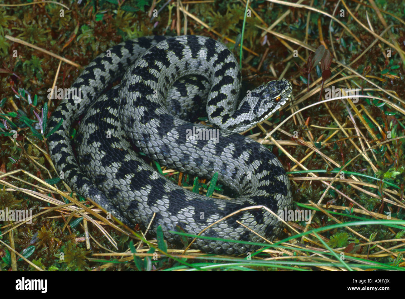 Vipera berus, male shortly after casting its skin Stock Photo - Alamy