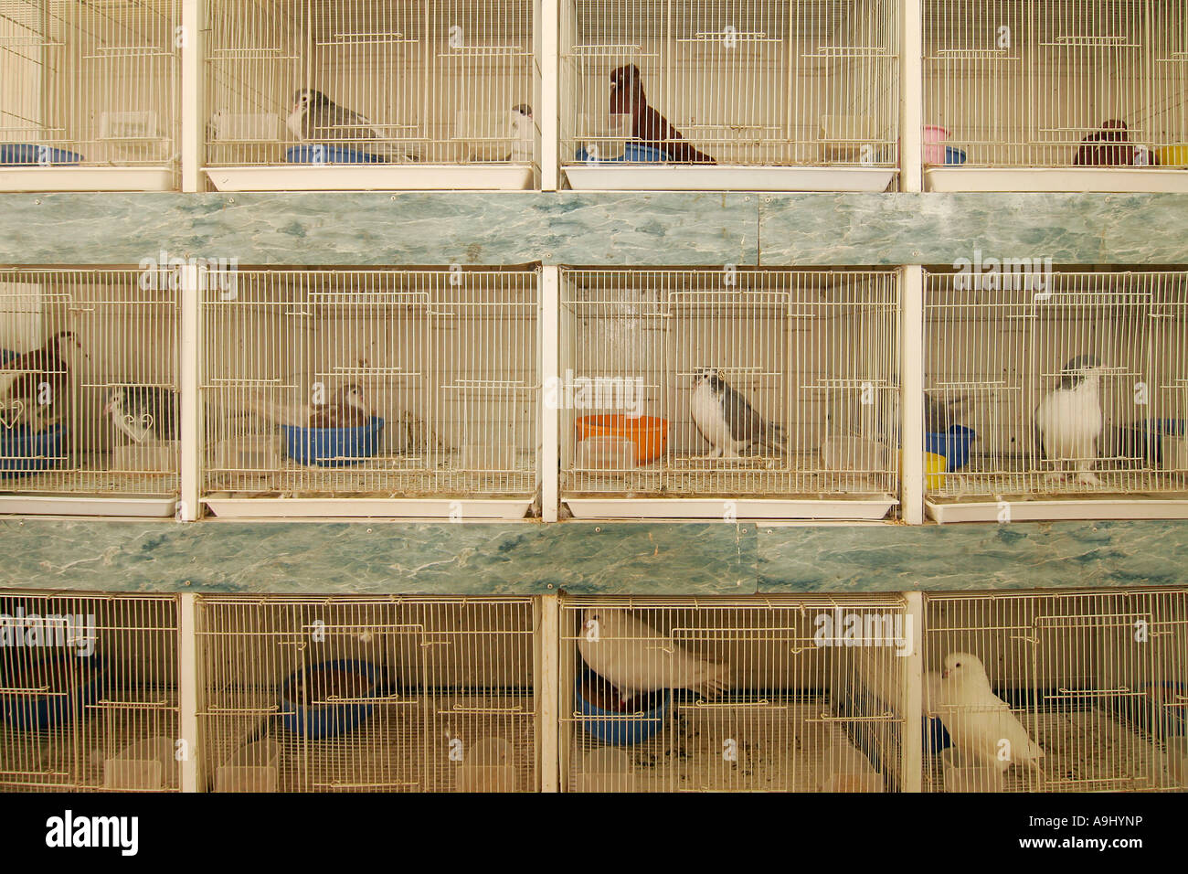 Row bird cages hi-res stock photography and images - Alamy