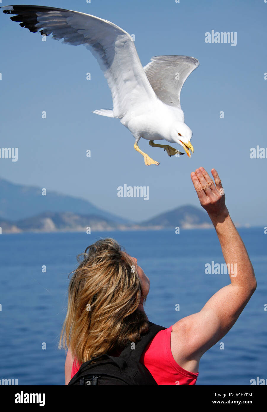 Caspian gull (Larus cachinnans) in flight eating out of someone's hand ...