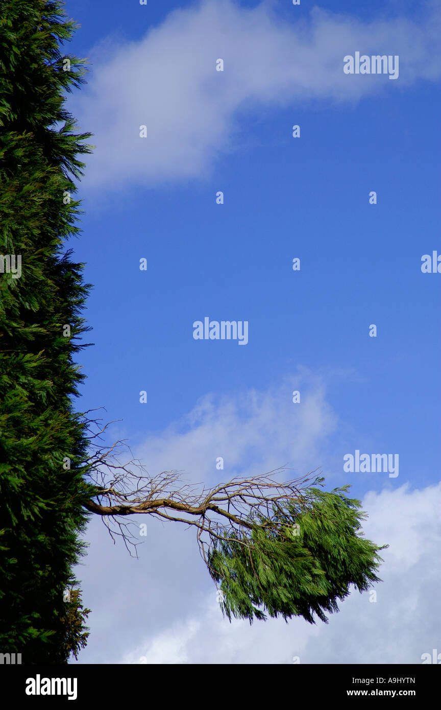 one branch is sticking out from the hedge Stock Photo - Alamy
