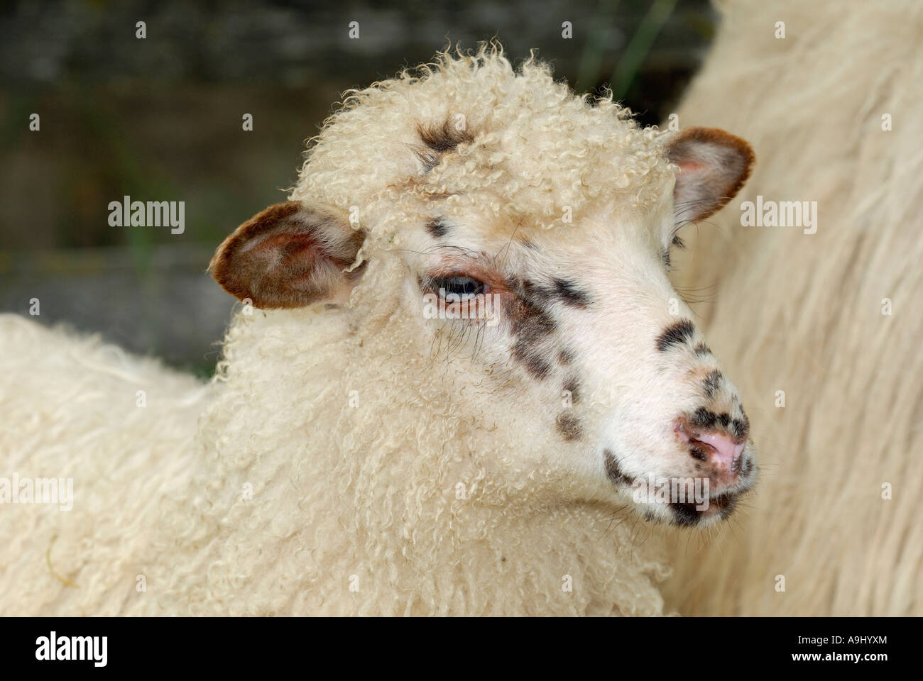Wallachian sheep hi-res stock photography and images - Alamy