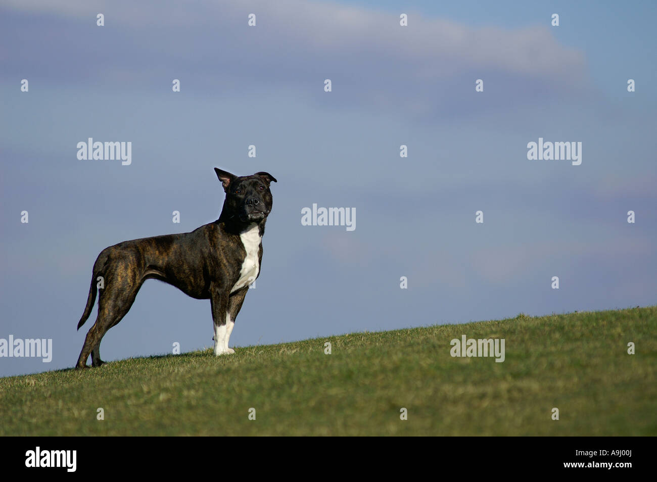 Staffordshire bull terrier side hi-res stock photography and images - Alamy