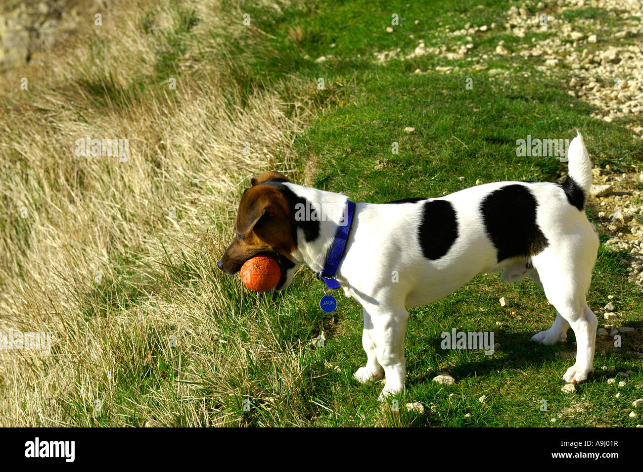 Dog with ball Stock Photo - Alamy