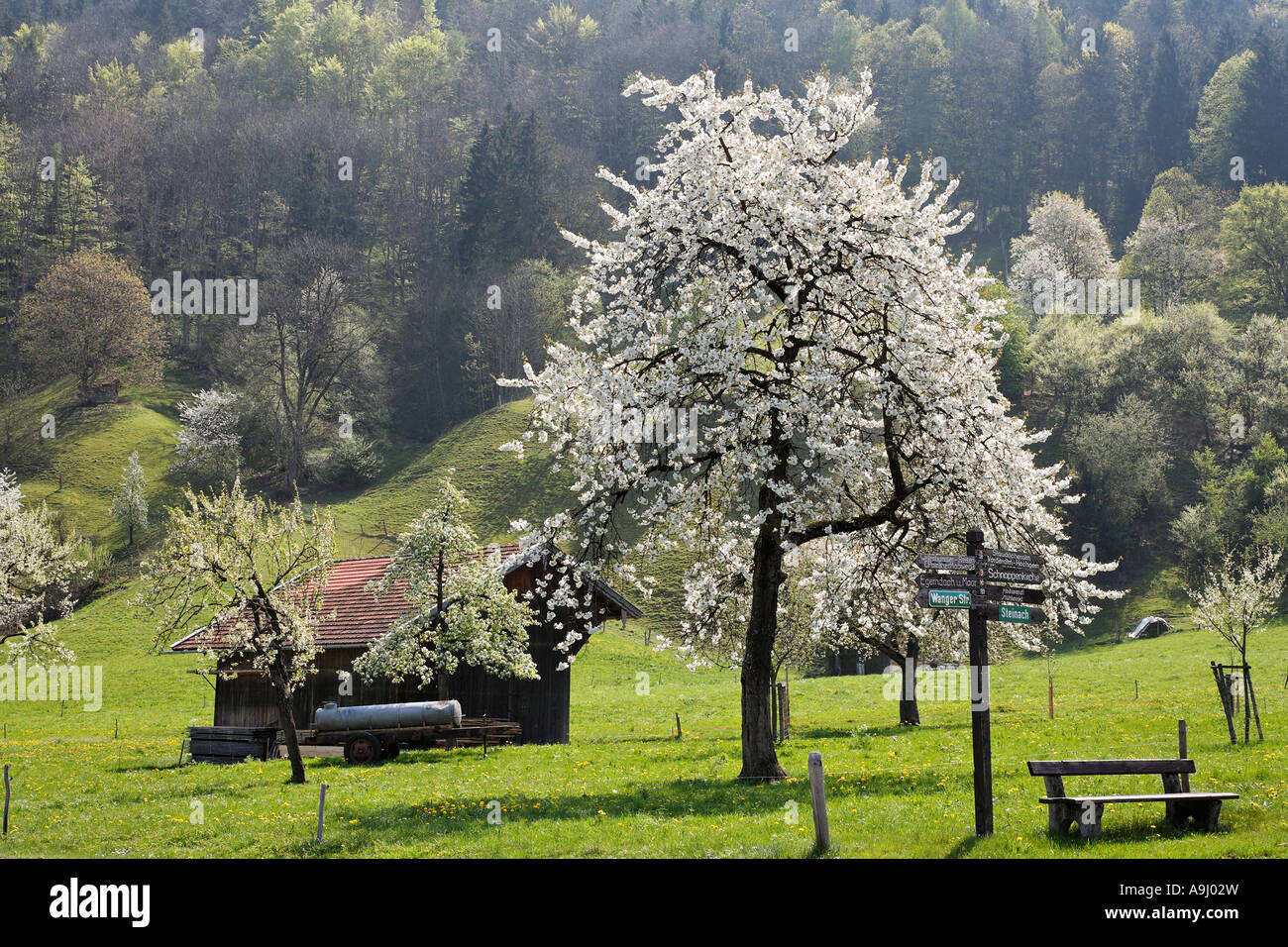 Blooming cherry trees, Chiemgau, Bavaria, Germany Stock Photo - Alamy
