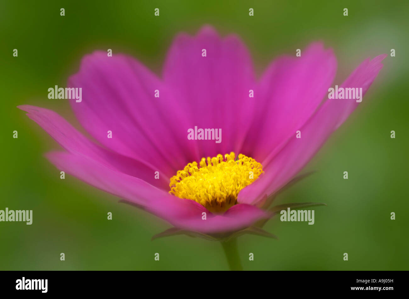 Mexican aster cosmos bipinnatus hi-res stock photography and images - Alamy