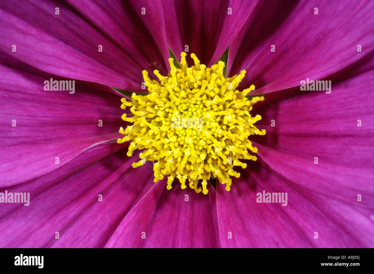 Mexican aster cosmos bipinnatus hi-res stock photography and images - Alamy