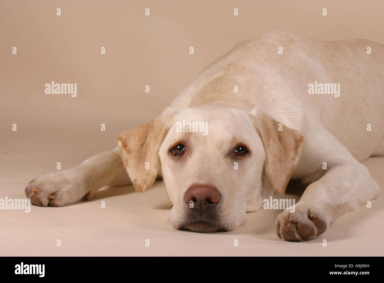 Labrador retriever hund jagdhund hi-res stock photography and images ...