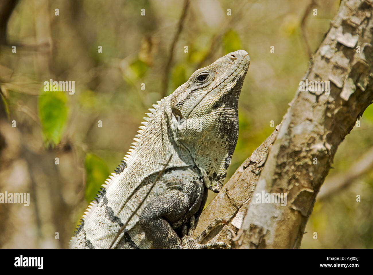 Iguan climbing a tree Edzna Mexico Stock Photo - Alamy