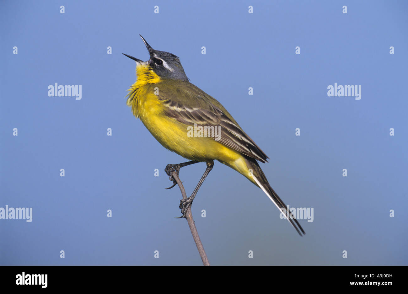 Blue headed wagtail hi-res stock photography and images - Alamy