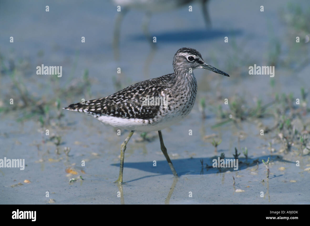 Glareola hi-res stock photography and images - Alamy