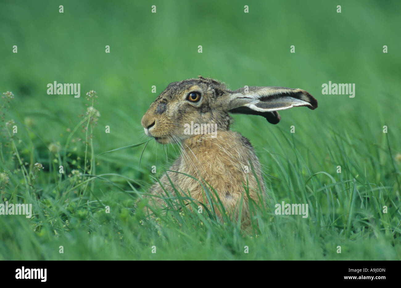 Hares eating grass hi-res stock photography and images - Alamy