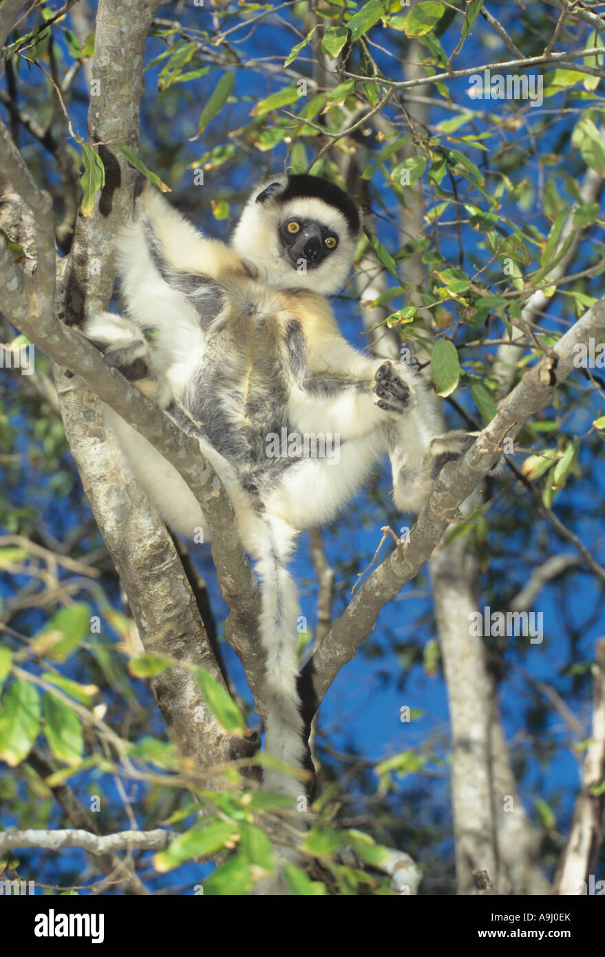 Verreaux's sifaka (Propithecus verreauxi) madagascar Stock Photo - Alamy