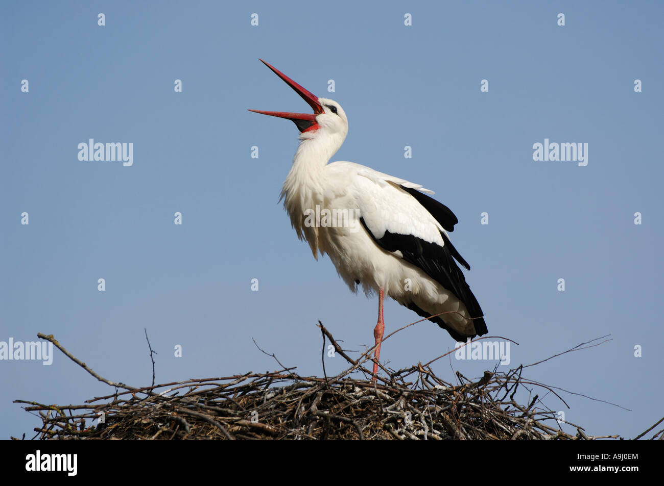 Stork calls hi-res stock photography and images - Alamy