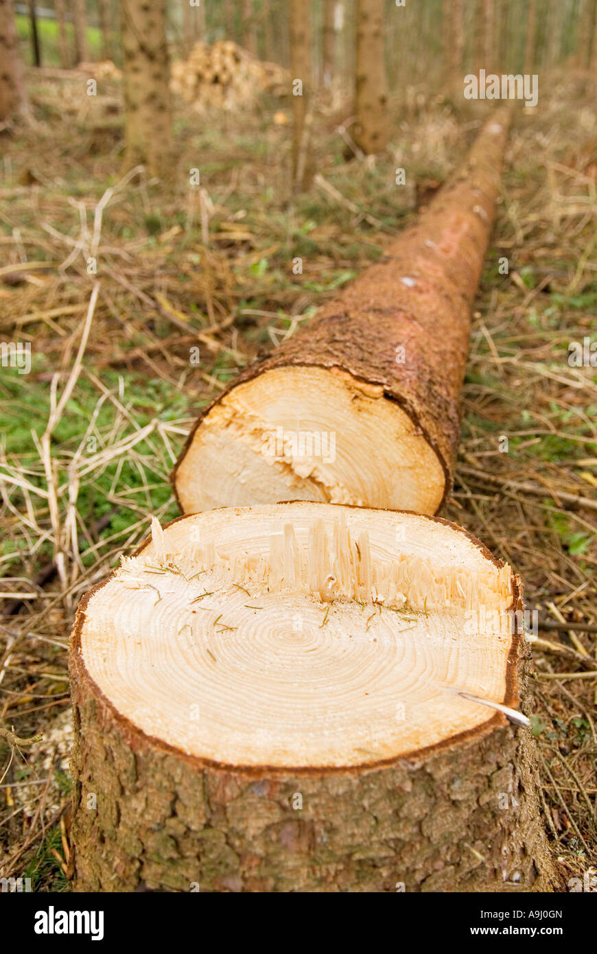 Fir tree cut down in small forest Bavaria Germany Stock Photo - Alamy