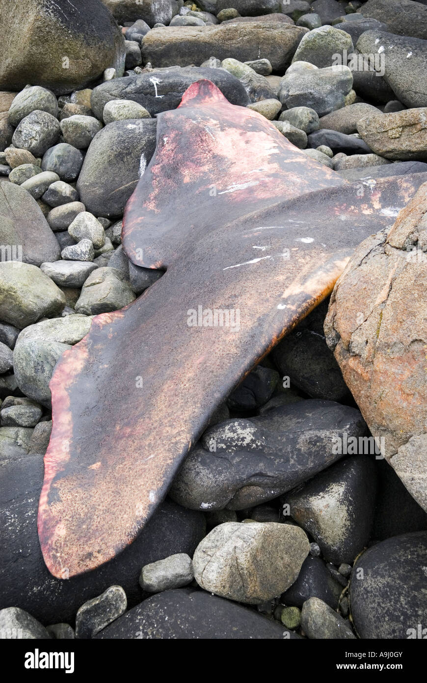 rotting dead carcass of beached Sperm whale (Physeter macrocephalus) on ...
