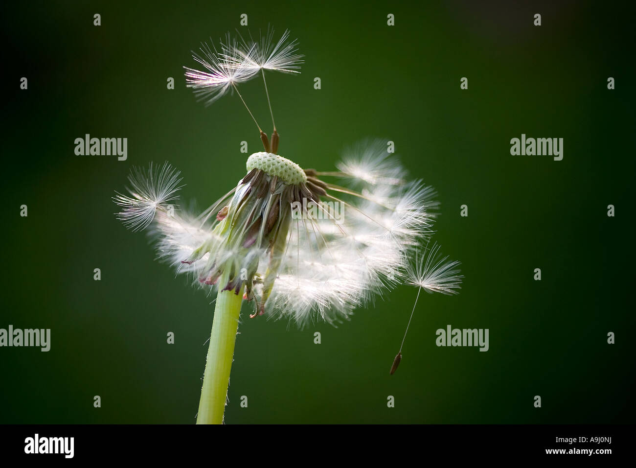 Withered Dandelion (Taraxacum officinale Stock Photo - Alamy