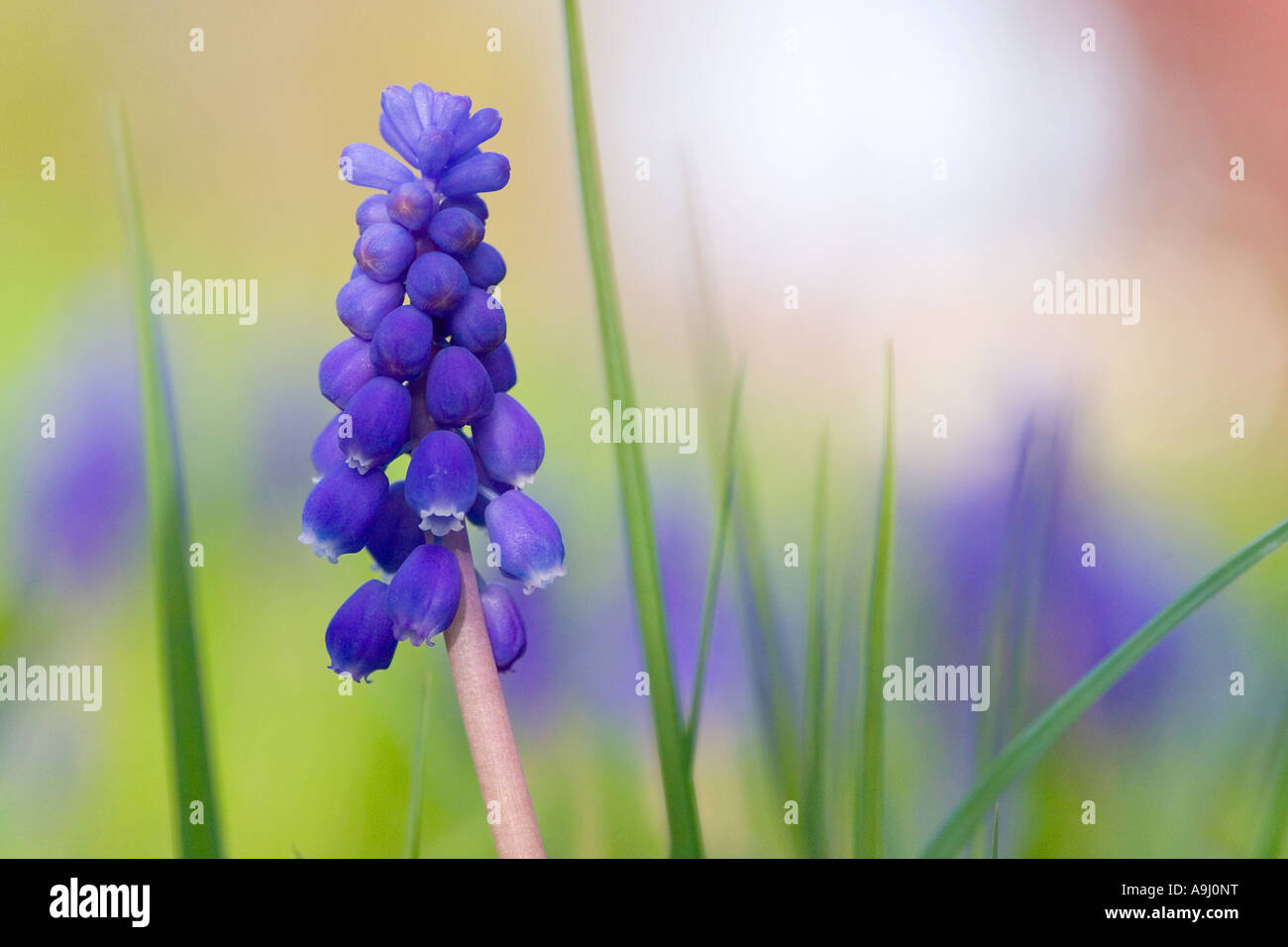 Violettes field hi-res stock photography and images - Alamy