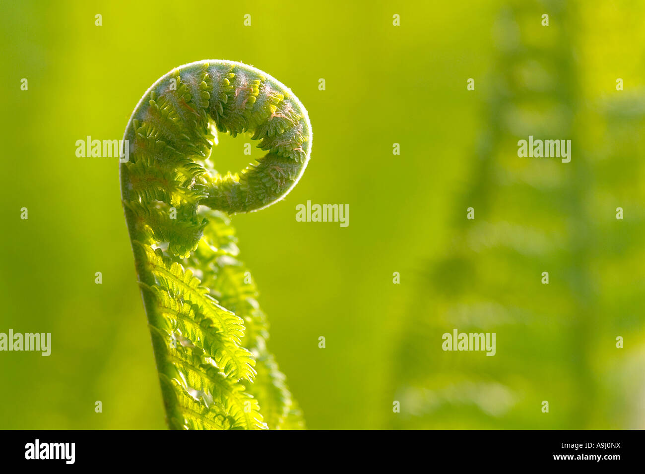 Rolled up leaf hi-res stock photography and images - Alamy
